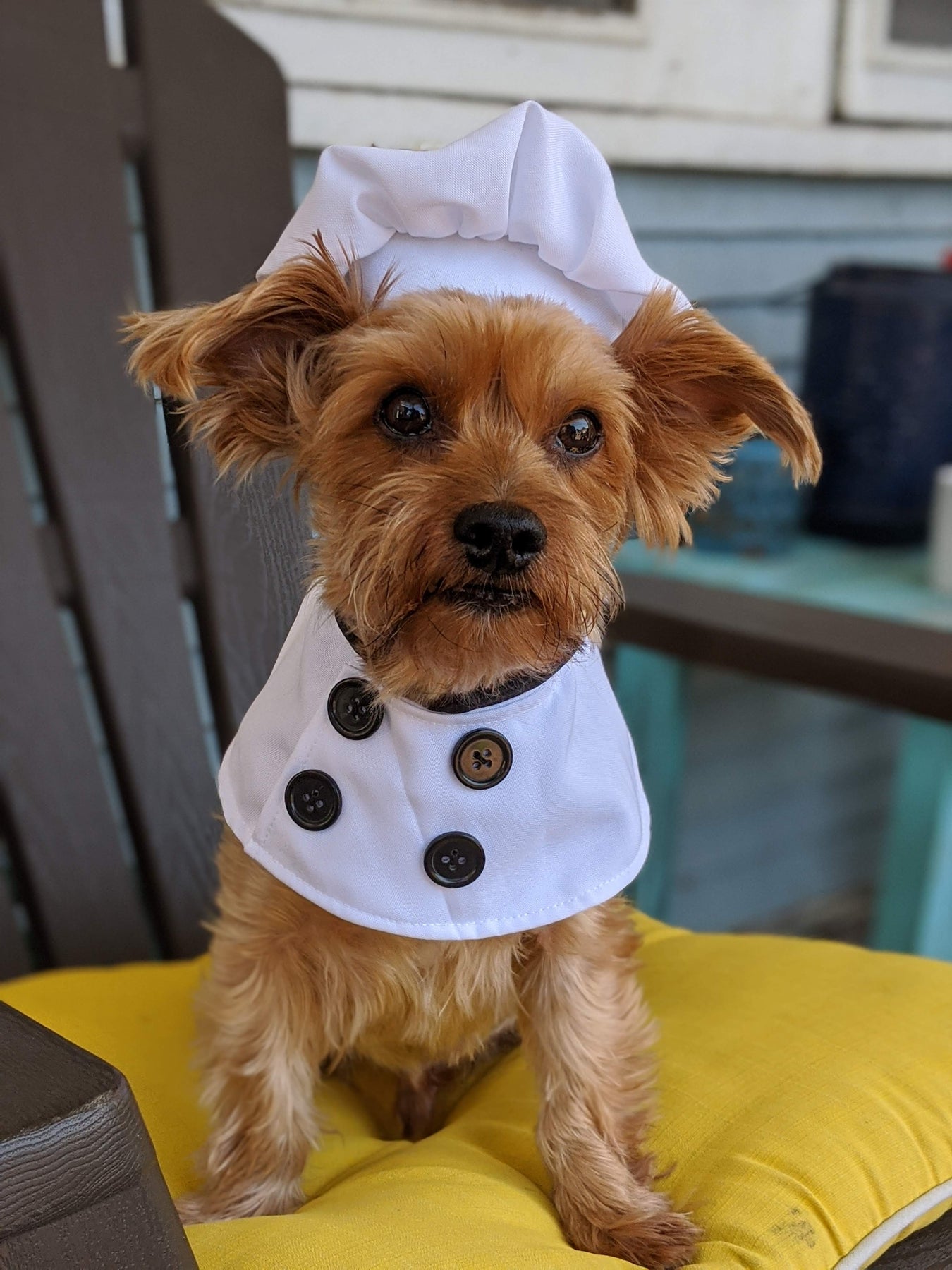 Top Chef Uniform Dog Costume – Pet Krewe