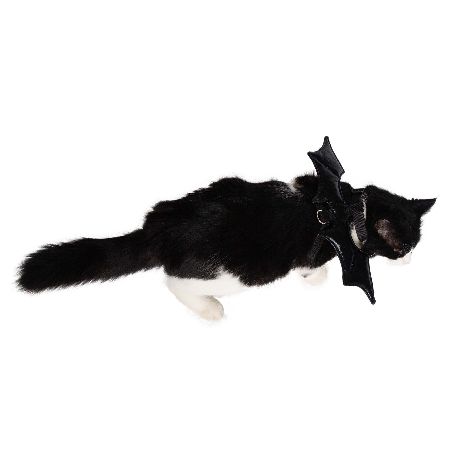 Bat Harness Costume for Cats – Pet Krewe