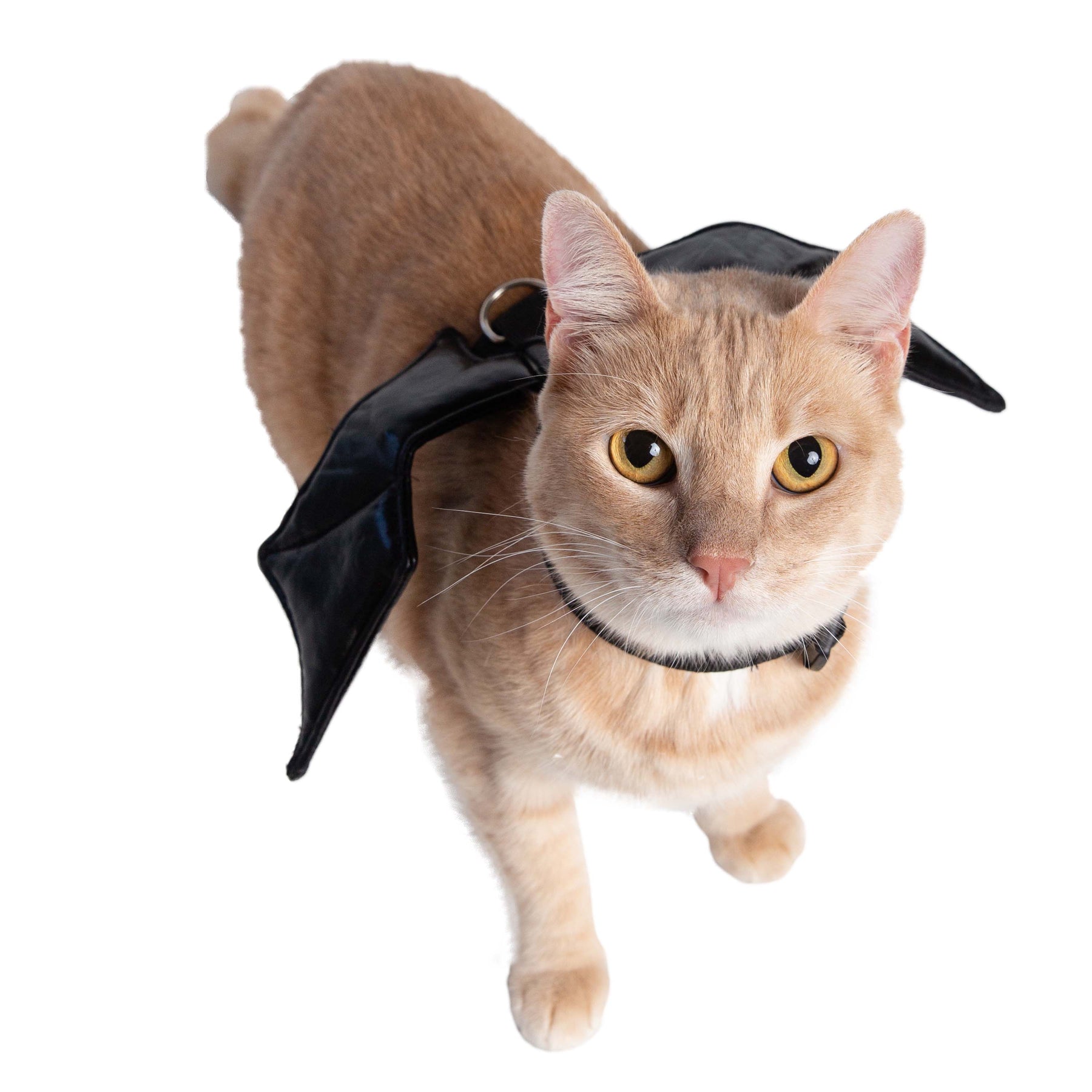 Bat Harness Costume for Cats – Pet Krewe